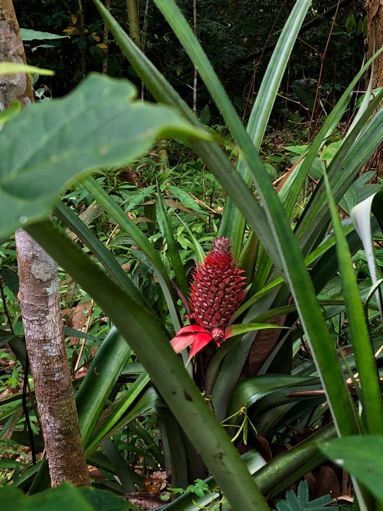 Tips and Tricks: Hiking Lepoh Waterfall, Hulu Langat – Raisa Reviews